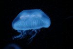 What are these clear jelly blobs on the beach? | Ask a Naturalist®